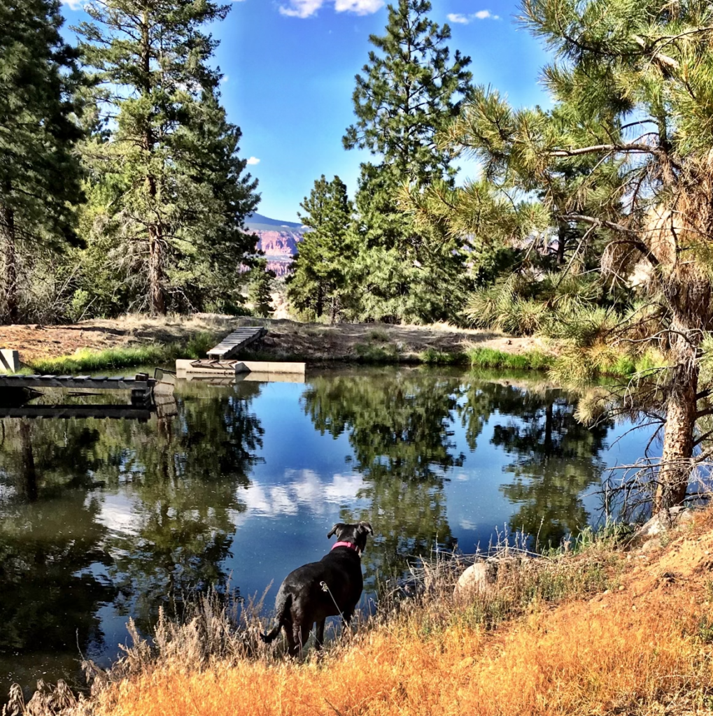 Virtual Vision Quest - Webinar Registration [FB] - iAwake Technologies